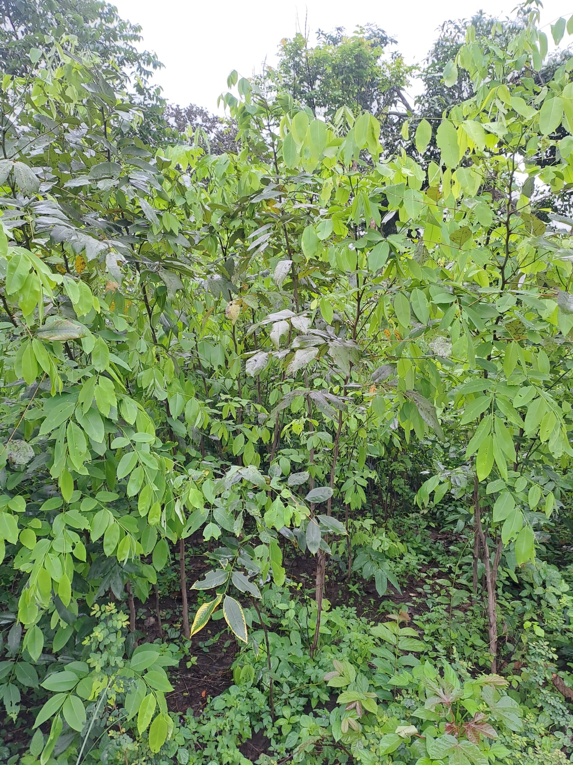 Jual Bibit Pohon Trengguli (Cassia fistula) - Ekoniaga Hijau Alam